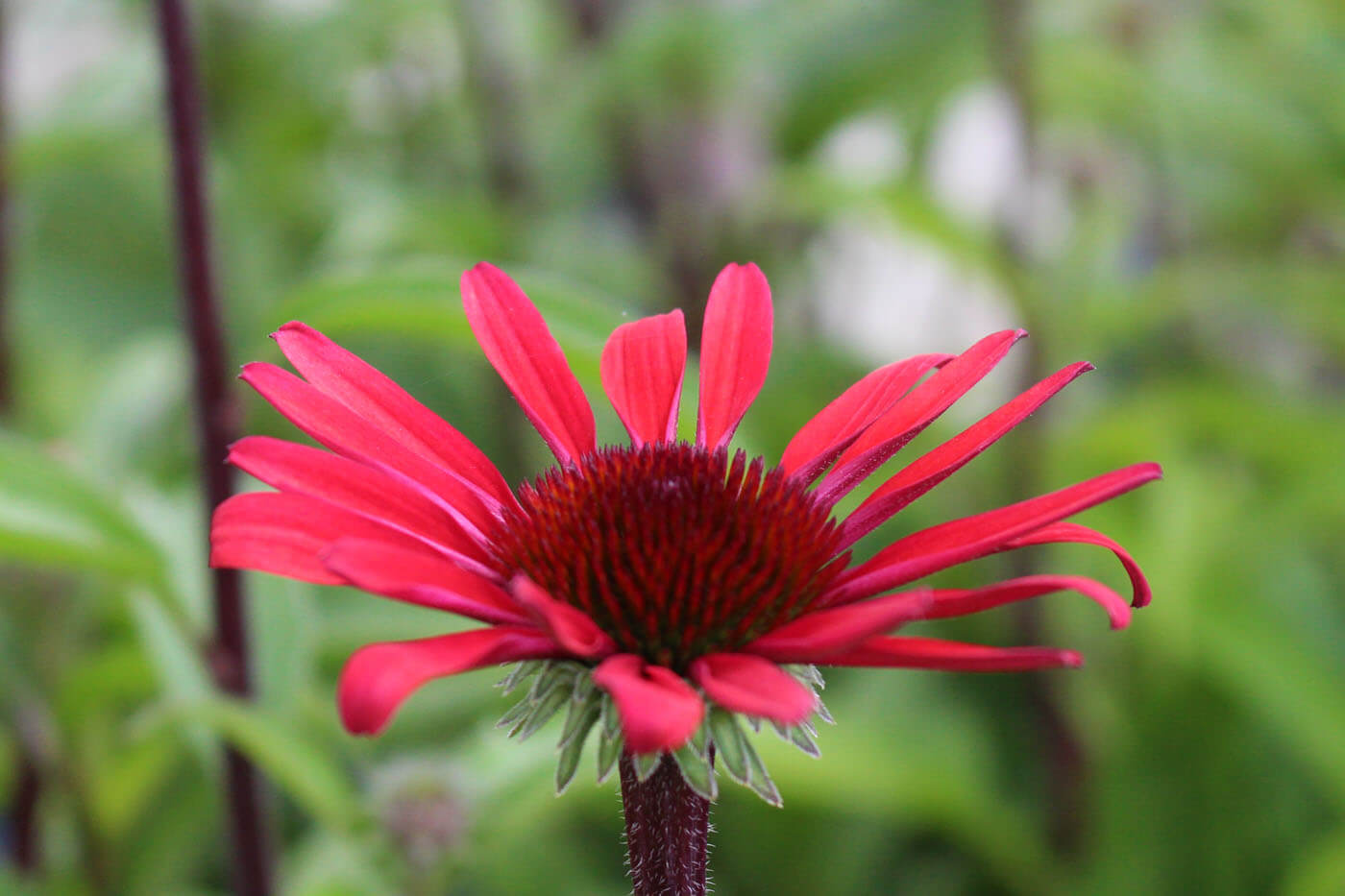 Solar Flare Coneflower Web Ready - Dearborn Designs & Associates