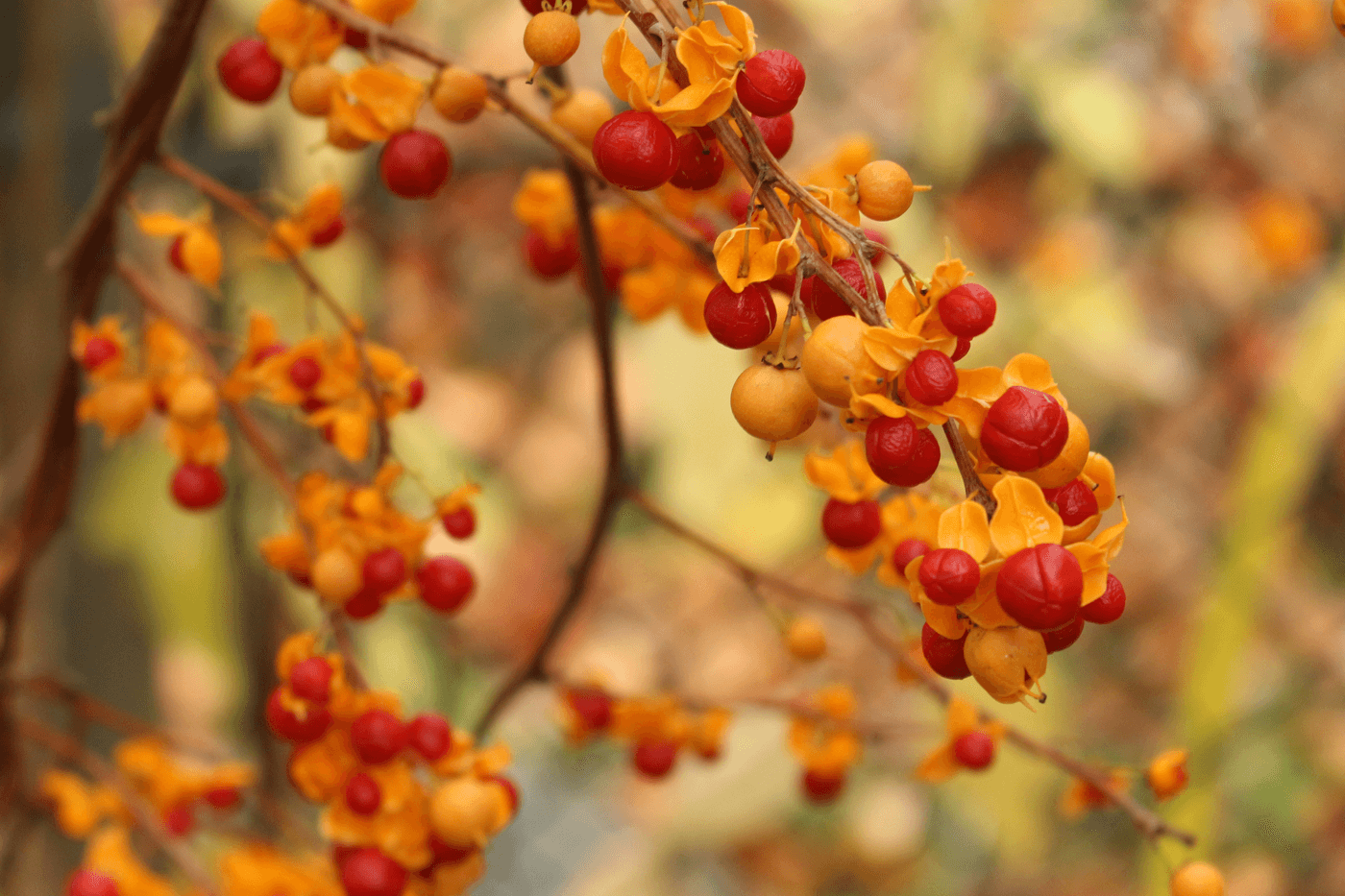 Native Plants Archives - Dearborn Designs & Associates