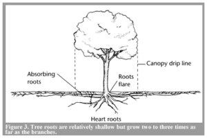 Colour in the Garden Archives - Dearborn Designs & Associates